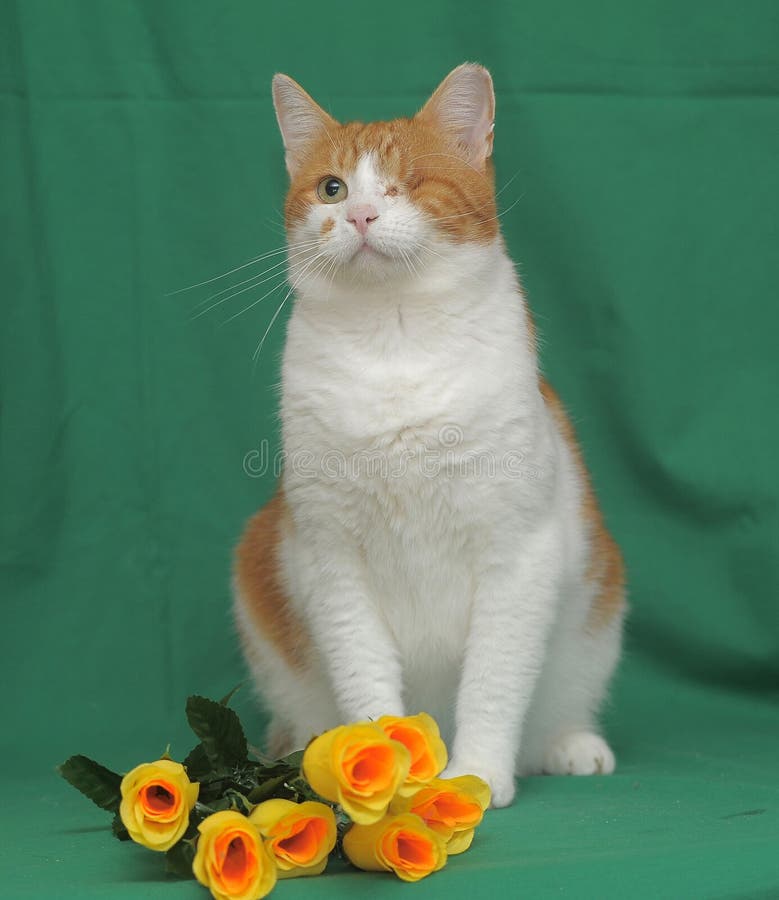 Gato Tuerto Fotos De Stock - Download 185 Fotos Libres de Derechos