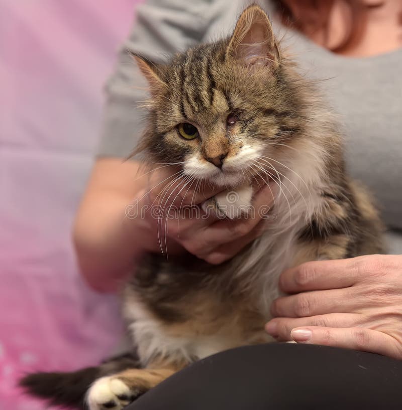 Gato tuerto en las manos imagen de archivo. Imagen de piel - 68117083