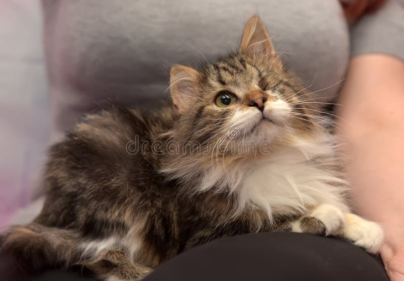 Gato tuerto en las manos foto de archivo. Imagen de mirando - 68117158