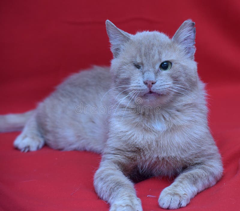 Gato Tuerto Fotos De Stock - Download 185 Fotos Libres de Derechos