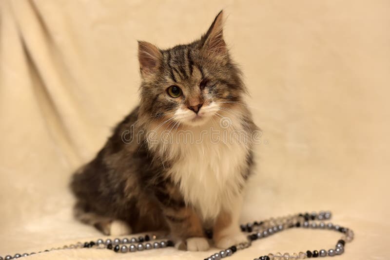 Gato Tuerto Fotos De Stock - Download 185 Fotos Libres de Derechos