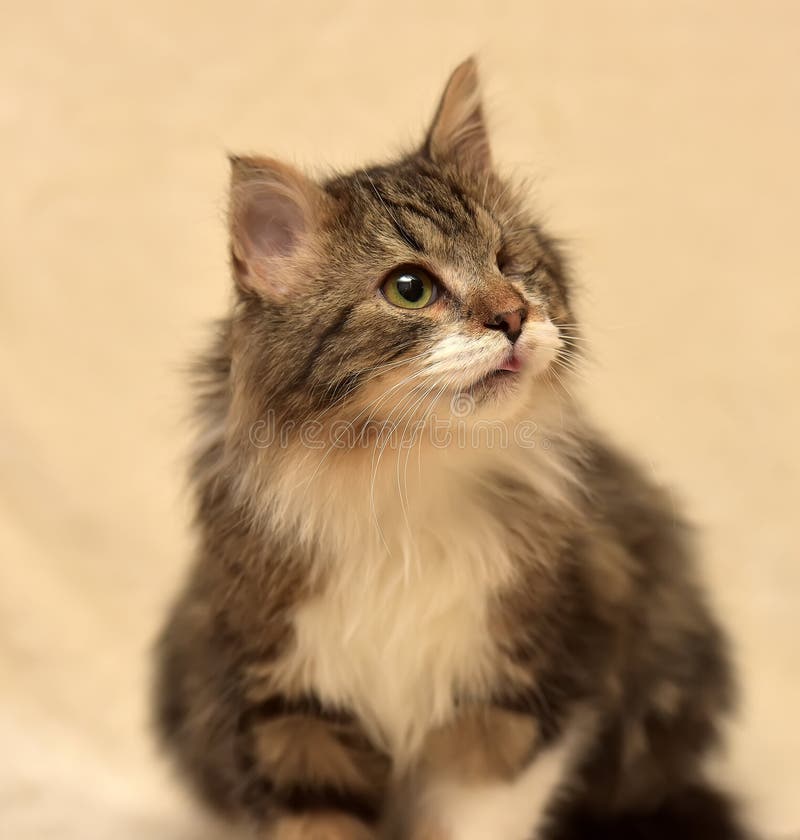 Gato Tuerto Fotos De Stock - Download 185 Fotos Libres de Derechos