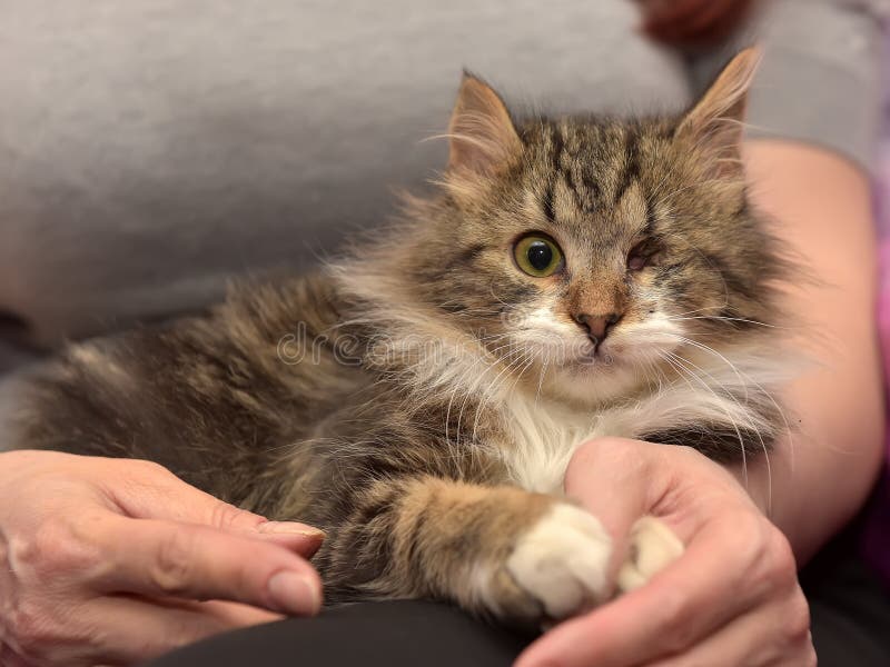 Gato tuerto, mullido imagen de archivo. Imagen de pata - 68115795