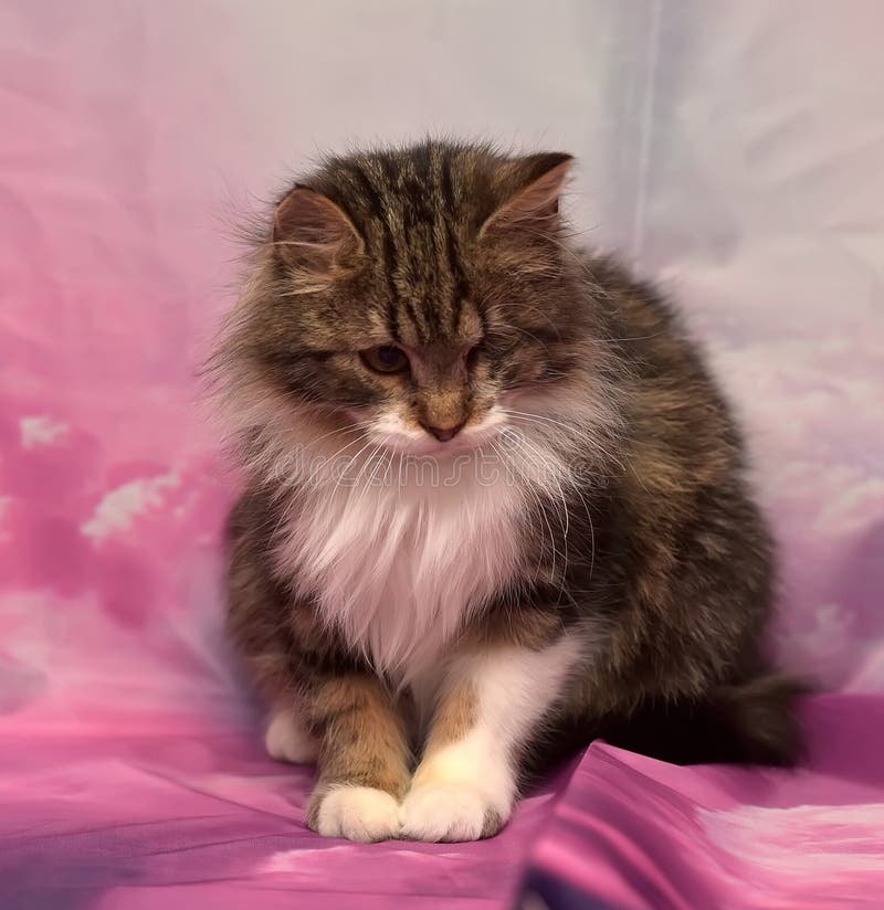 Gato tuerto, mullido foto de archivo. Imagen de curado - 68116764