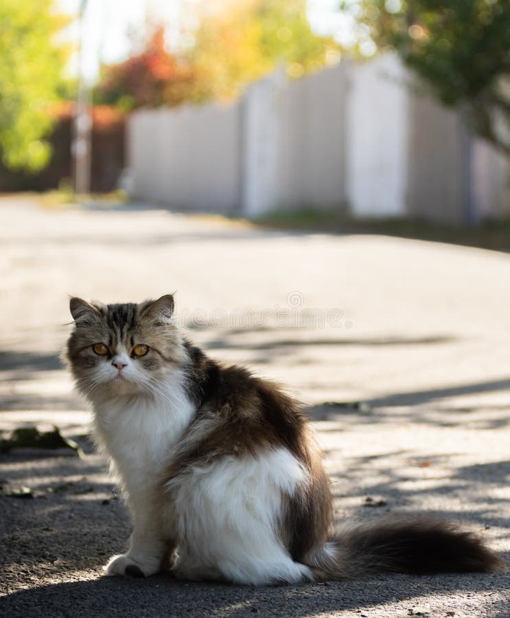 Gato Vadio Rabugento E Viciado No Fundo Da Rua Imagem de Stock - Imagem ...