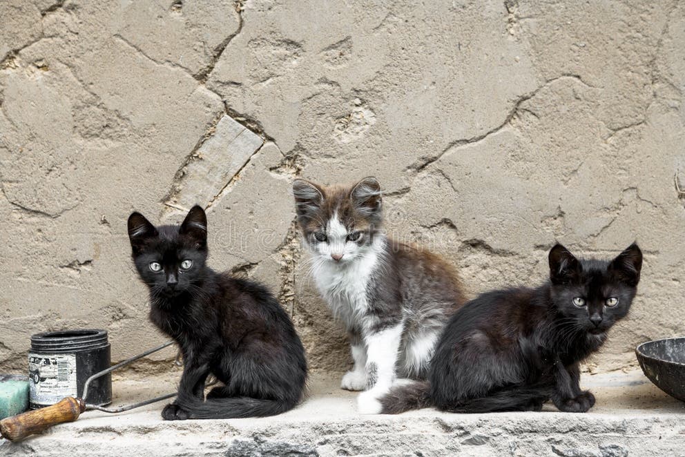 Gato vagabundo imagen de archivo. Imagen de mirando, calle - 49787307