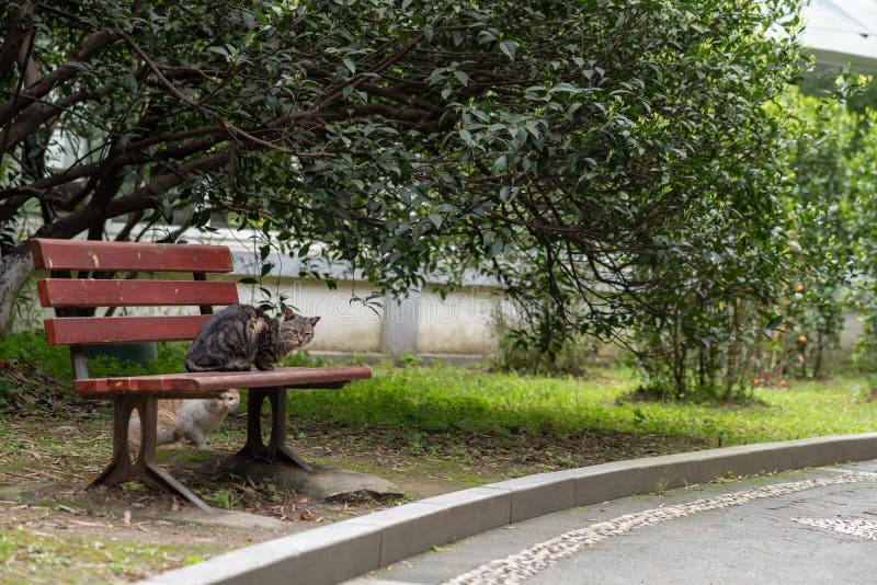 Gatos Vagabundos Los Gatos Salvajes Sin Hogar En La Calle Sucia En ...