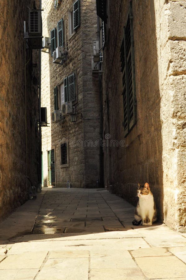 Gato vagabundo urbano foto de archivo. Imagen de paisaje - 71759412