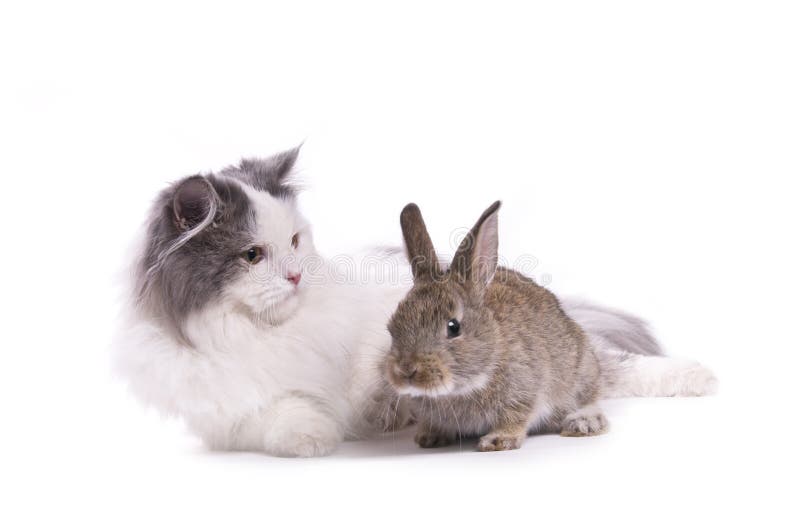 Gato y conejo foto de archivo. Imagen de aislado, animal - 18210068