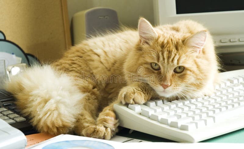 Gato y PC imagen de archivo. Imagen de casero, mascotas - 15659877