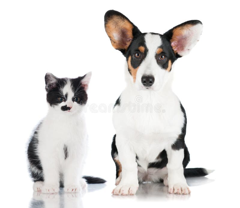 Gato y perro foto de archivo. Imagen de cierre, poco - 35772902