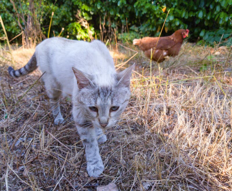 Gato y pollo imagen de archivo. Imagen de salvaje, planta - 192717339