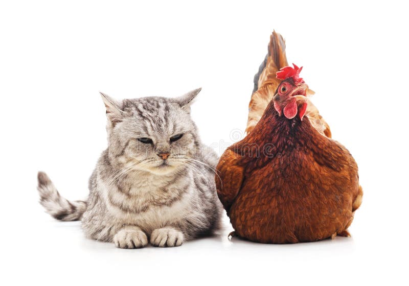 Gato y pollo imagen de archivo. Imagen de lindo, rojo - 144871289