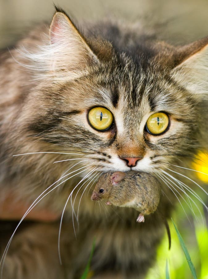 Gato y ratón imagen de archivo. Imagen de resorte, cierre - 14357363