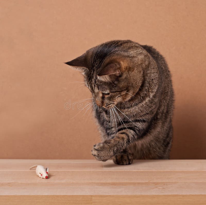 Gato y ratón imagen de archivo. Imagen de mirada, blanco - 35387087