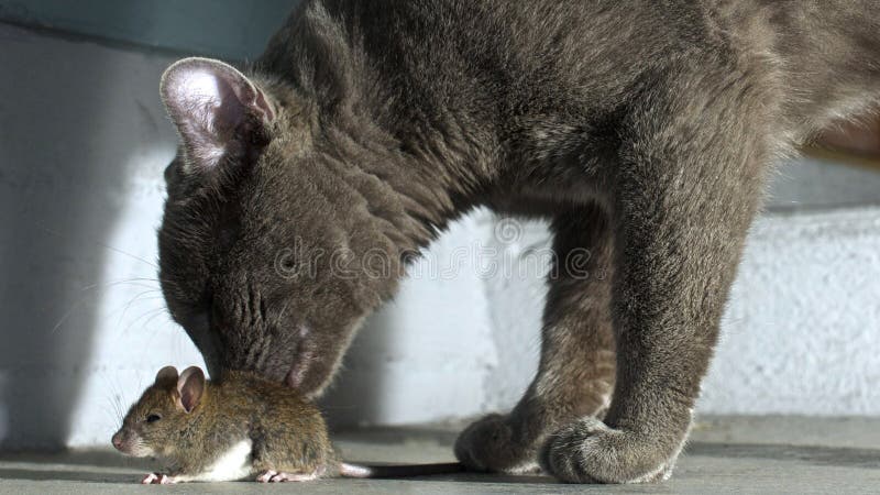 Gato y Ratón imagen de archivo. Imagen de cola, comido - 35560441