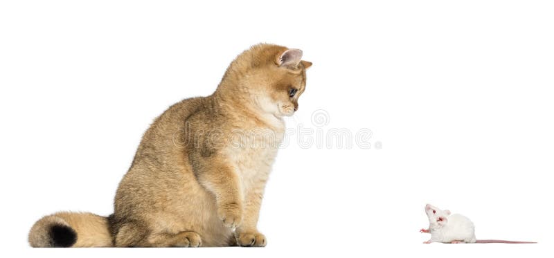 Gato y ratón imagen de archivo. Imagen de animal, doméstico - 39254931
