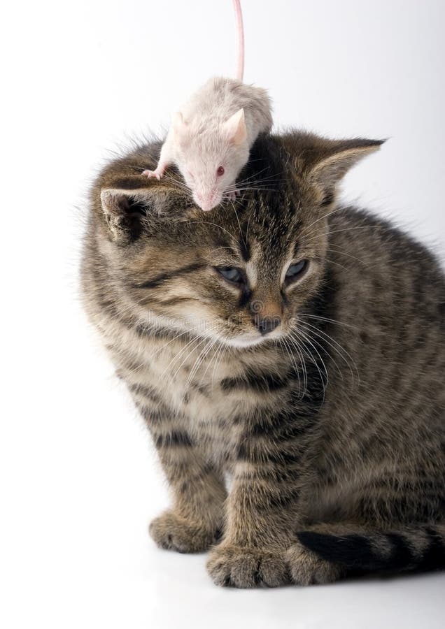 Gato y ratón foto de archivo. Imagen de amistad, gatito - 8303098