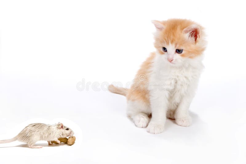Gato y rata foto de archivo. Imagen de cara, roedor, dulce - 7306582