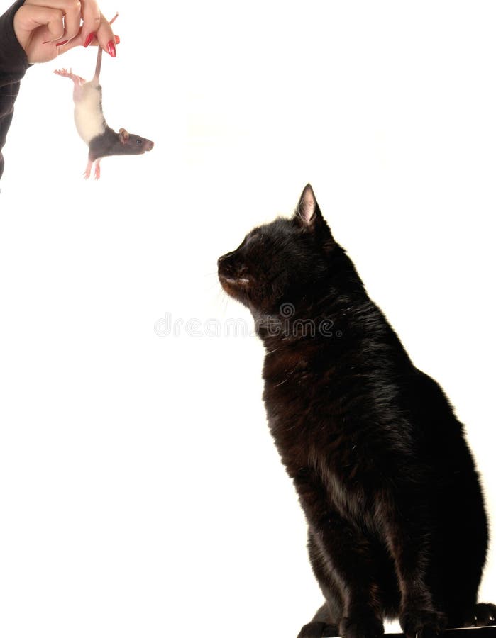 Gato Y Rata Imagen. Imagen: 7844887