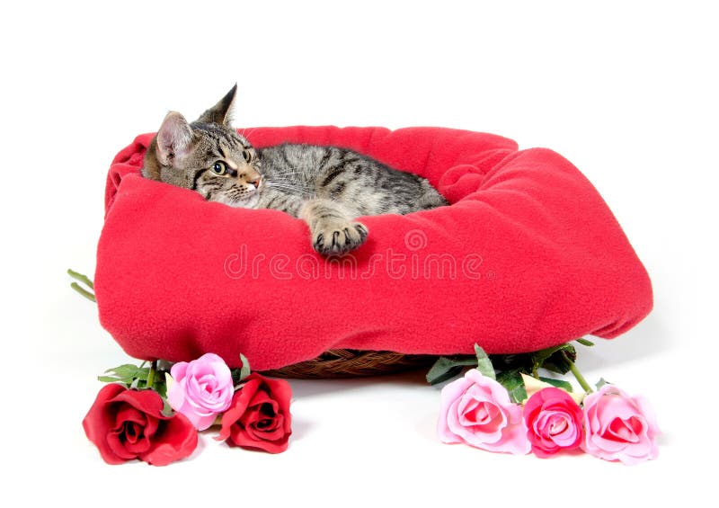 Gato y rosas lindos foto de archivo. Imagen de animal - 24686274