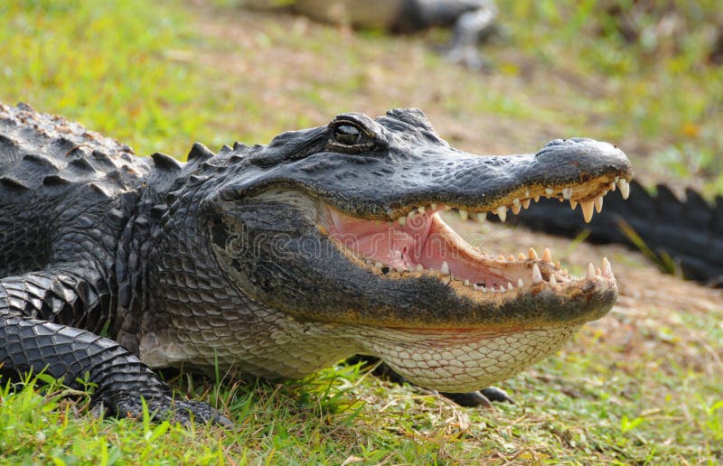 Gator stock image. Image of outdoors, mangroves, florida - 11169585