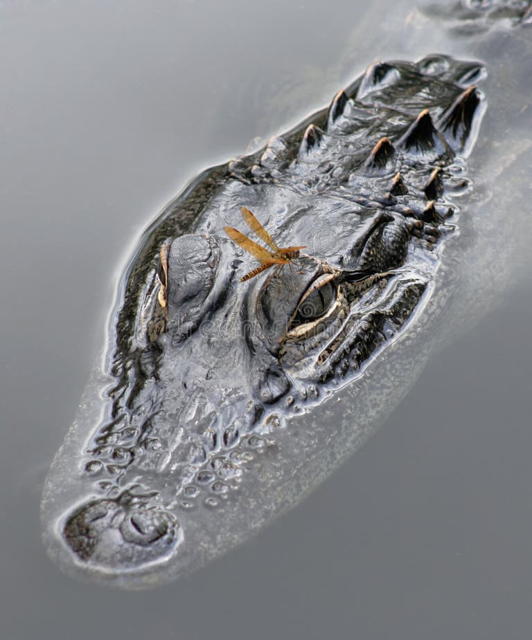 635 Alligator Nose Stock Photos - Free & Royalty-Free Stock Photos from ...