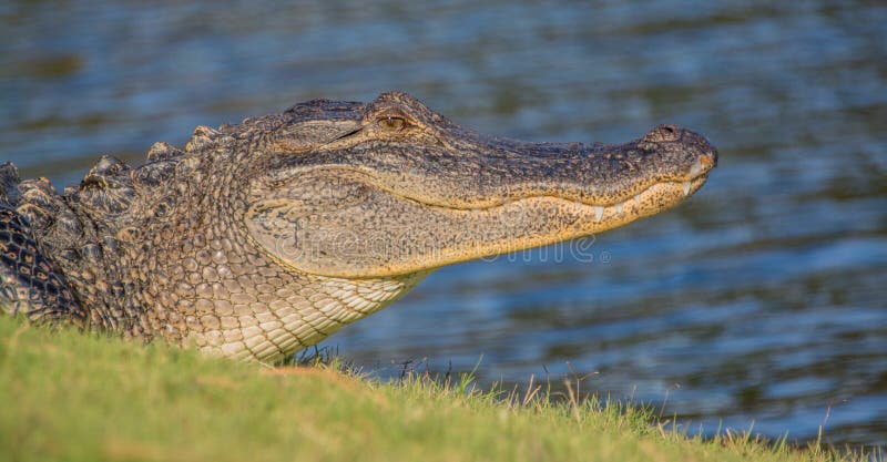 Gator stock image. Image of front, grass, wildlife, gator - 62984605
