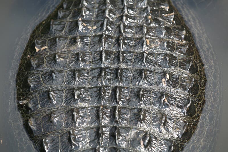 Gator Back stock image. Image of tough, bumpy, skin, hyde - 12392195