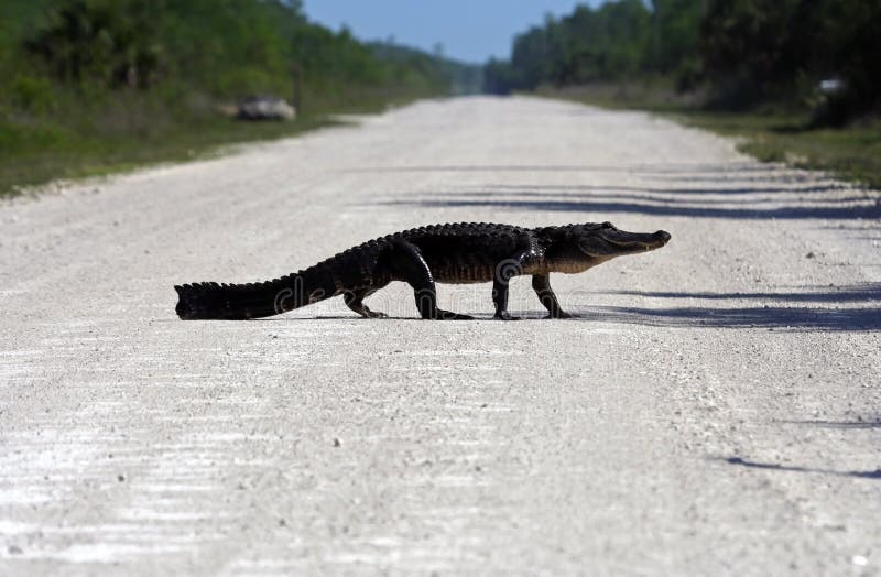 Gator Crossing stock image. Image of marsh, alligator - 25317609
