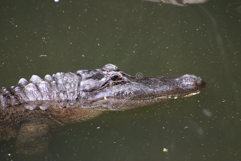 Gator Head Picture. Image: 106011