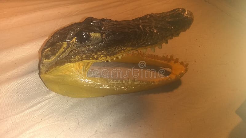 Gator head stock image. Image of head, gatorhead, alligator - 148584975