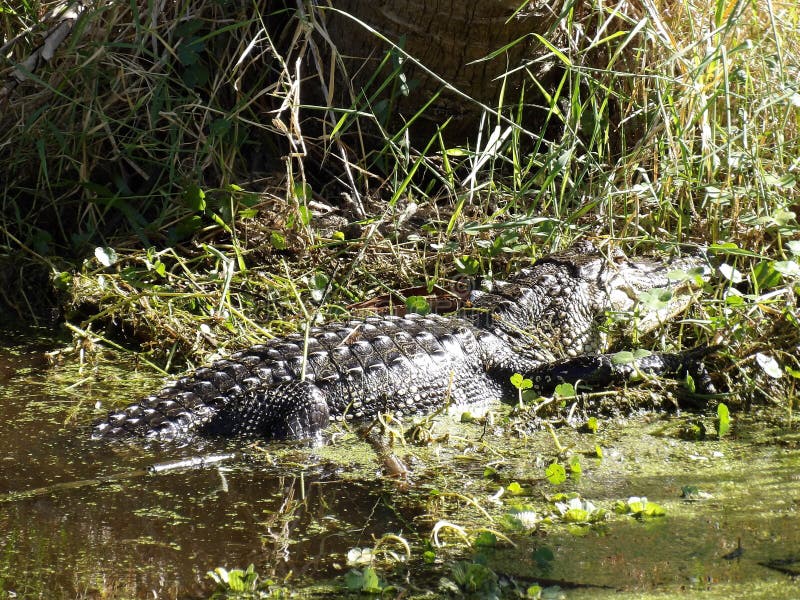An Alligator Resting by the Lakeside Stock Photo - Image of crocodile ...