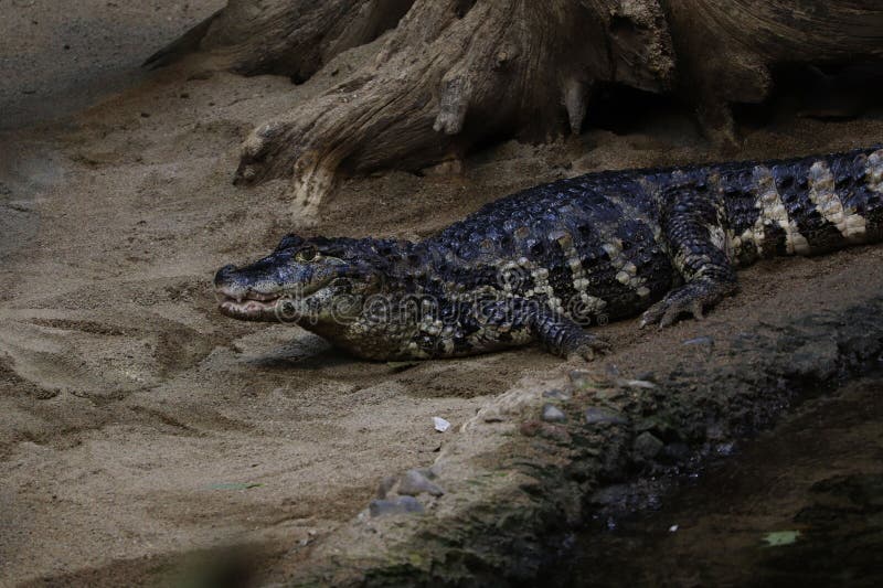 A Gator in the Sand Near a Log and Fallen Tree Stock Photo - Image of ...