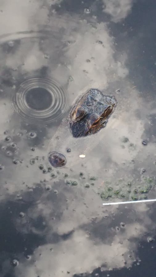 Florida gator stock image. Image of sitting, gator, side - 126475373