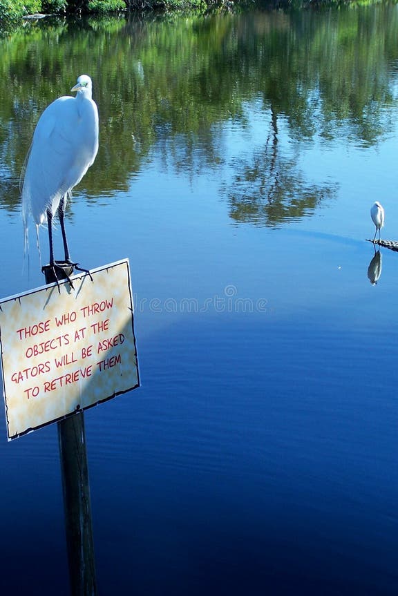 Gator swamp stock image. Image of egrets, funny, aligator - 29620691