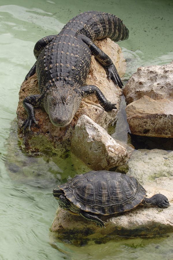 Turtle power stock image. Image of spurt, road, walk, stand - 323377