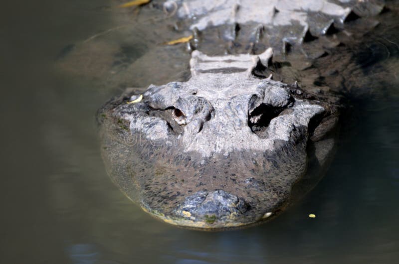 Gator Watching stock image. Image of water, intimidating - 22057735