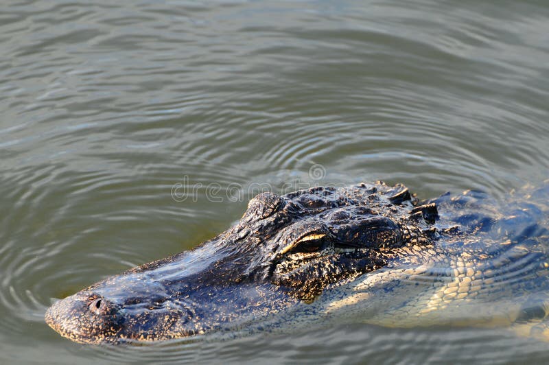 Gator in water hunting stock image. Image of waters, crocodile - 25340865