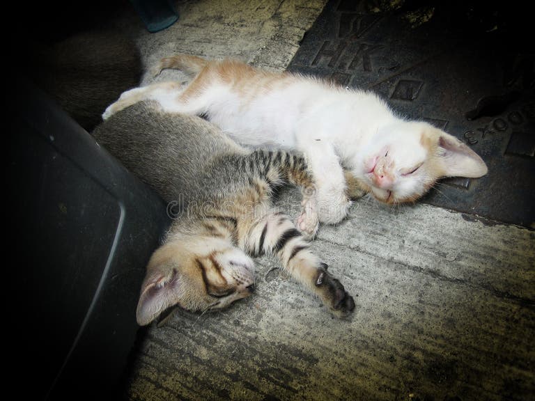 Gatos foto de archivo. Imagen de gatos, tranquilidad, pelo - 638742