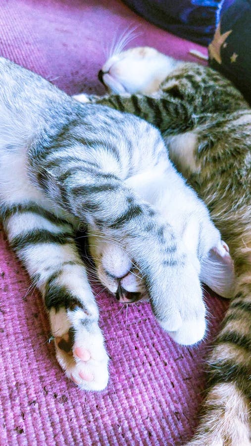 Gatos de amor animal imagen de archivo. Imagen de arte - 258814337