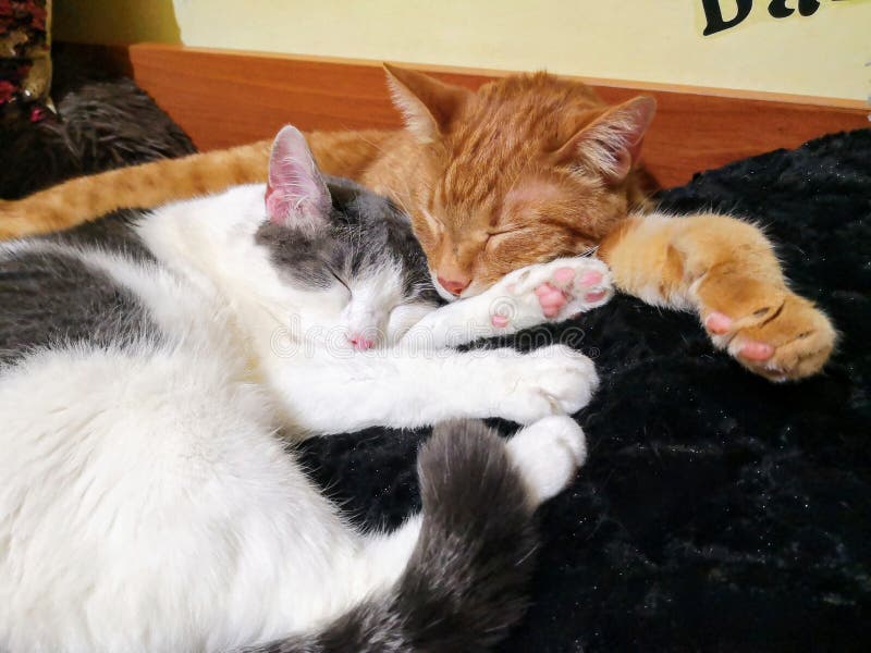 Gatos do sono foto de stock. Imagem de animais, gatos - 137928058