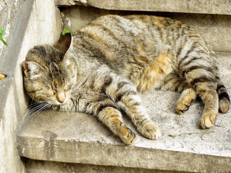 Gatos em Roma foto de stock. Imagem de europa, animal - 49544932