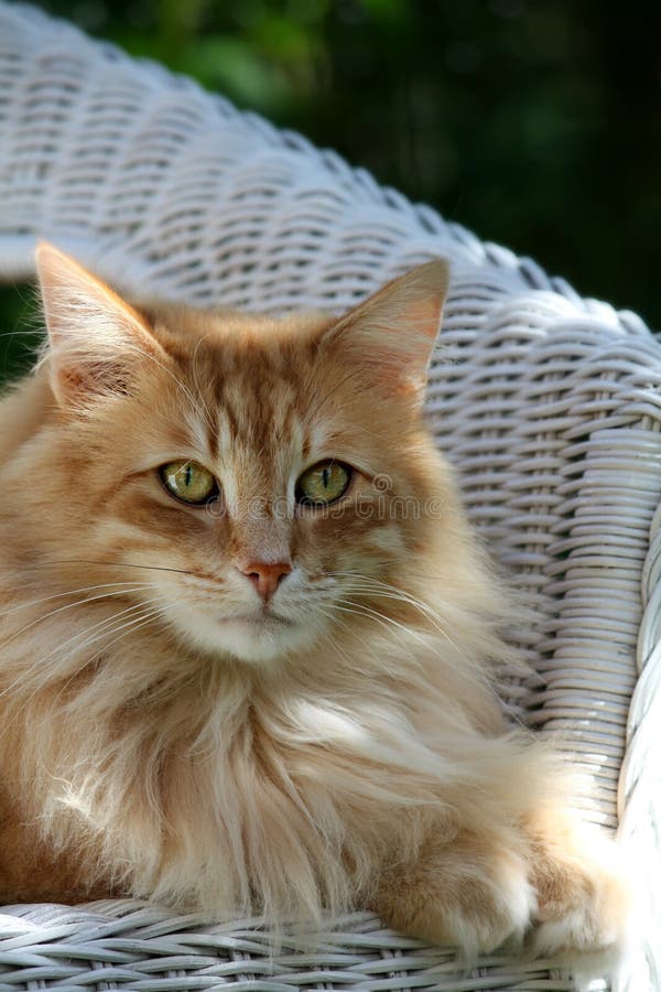 Gatos en luz del sol foto de archivo. Imagen de silla - 40508038