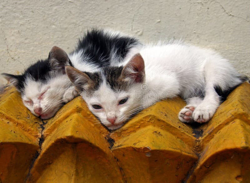 Gatos en una azotea foto de archivo. Imagen de asia, relaje - 9632954