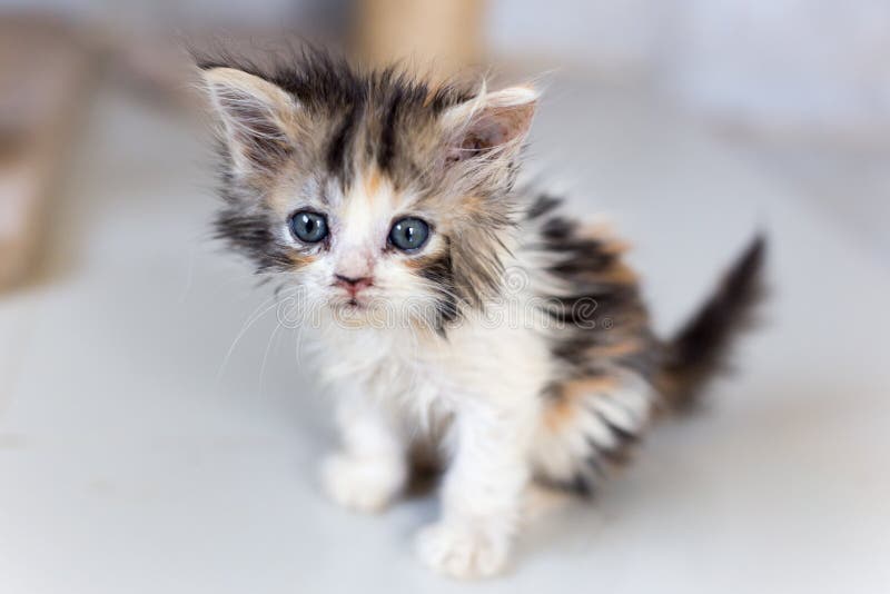Gatos Lindos, Gatos Hermosos Imagen de archivo - Imagen de borroso ...