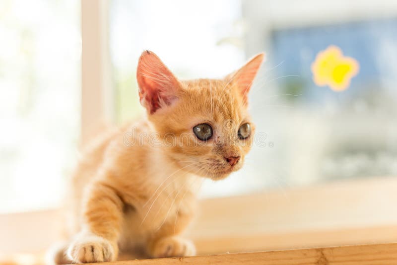 Gatos Lindos, Gatos Hermosos Foto de archivo - Imagen de gato, adorable ...
