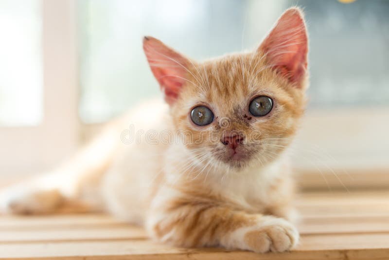 Gatos Lindos, Gatos Hermosos Foto de archivo - Imagen de veterinario ...