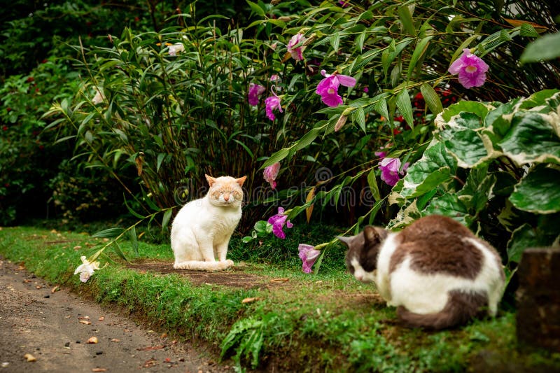 Gatos No Jardim De Animais Ao Ar Livre Felinos Fofinhos Fofos E ... Gatos No Jardim De Animais Ao Ar Livre Felinos Fofinhos Fofos E ...