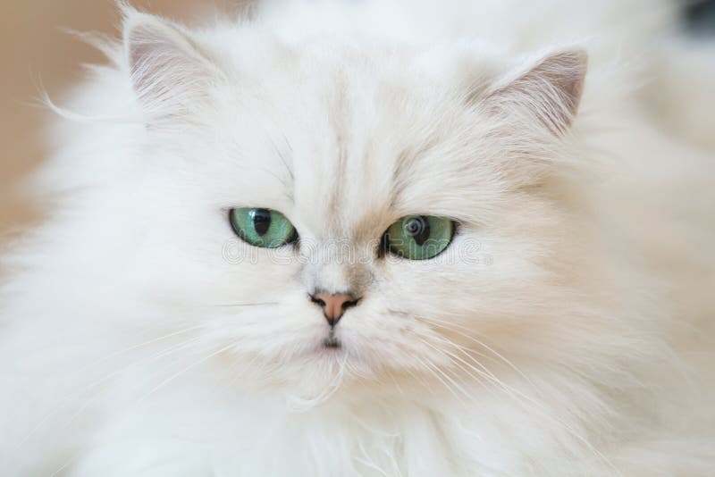 Gatos persas brancos foto de stock. Imagem de gato, olhar - 67134078